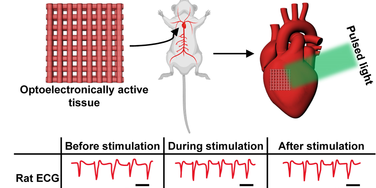 3D-printed heart tissue, imbued with solar tech, regulates heart rhythm ...